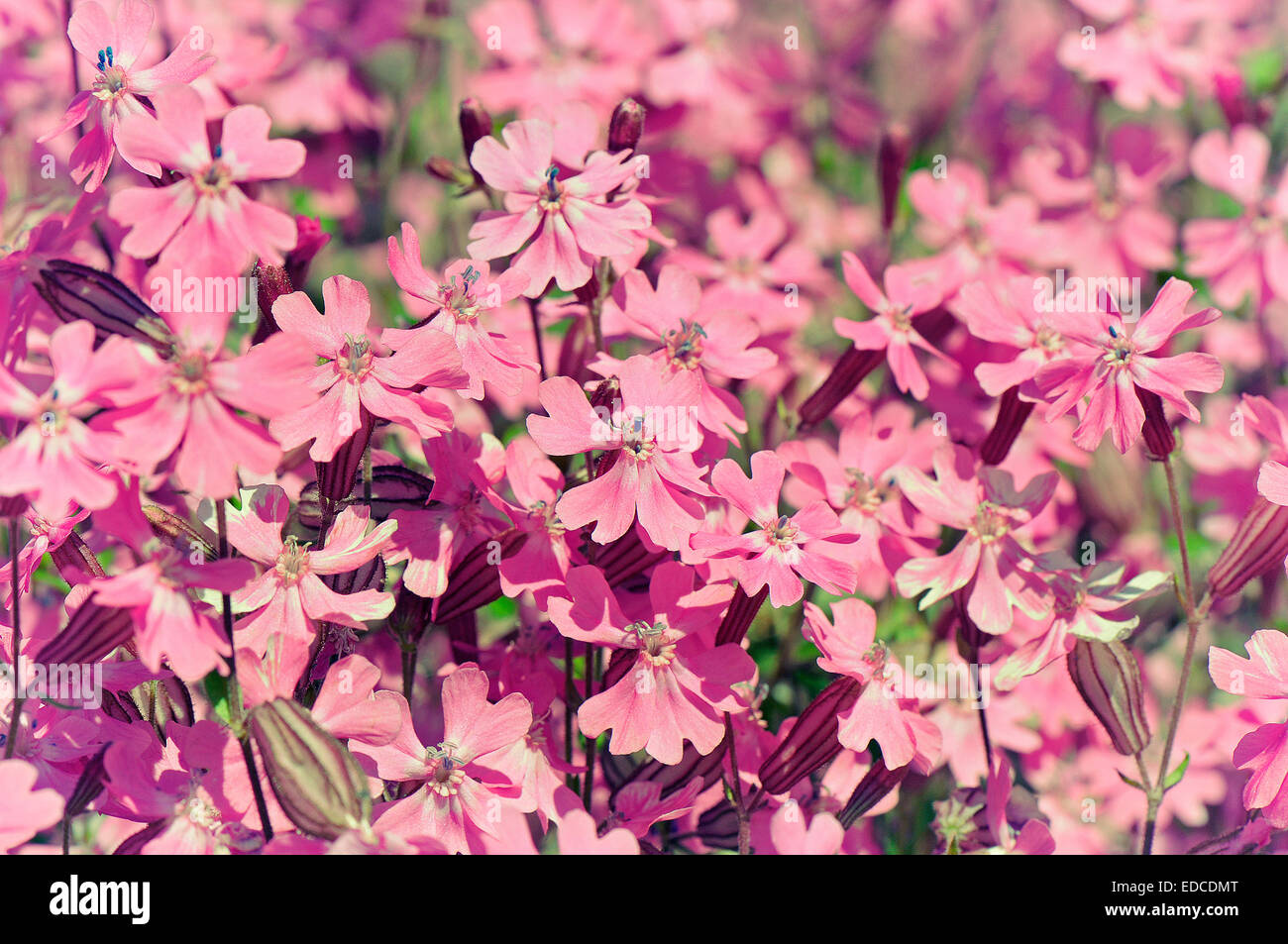 Beautiful red and small flowers Stock Photo - Alamy