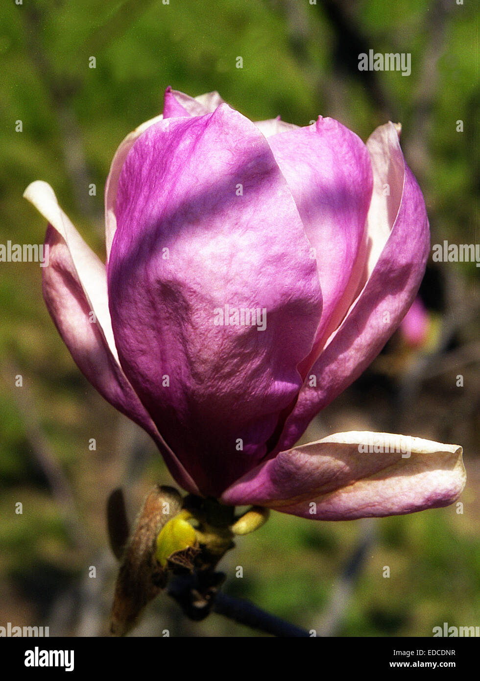 Beautiful magnolia flower Stock Photo - Alamy