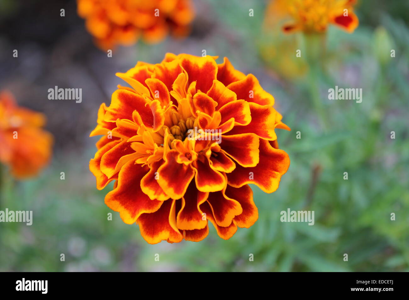 A closeup photo of a bright orange flower Stock Photo - Alamy