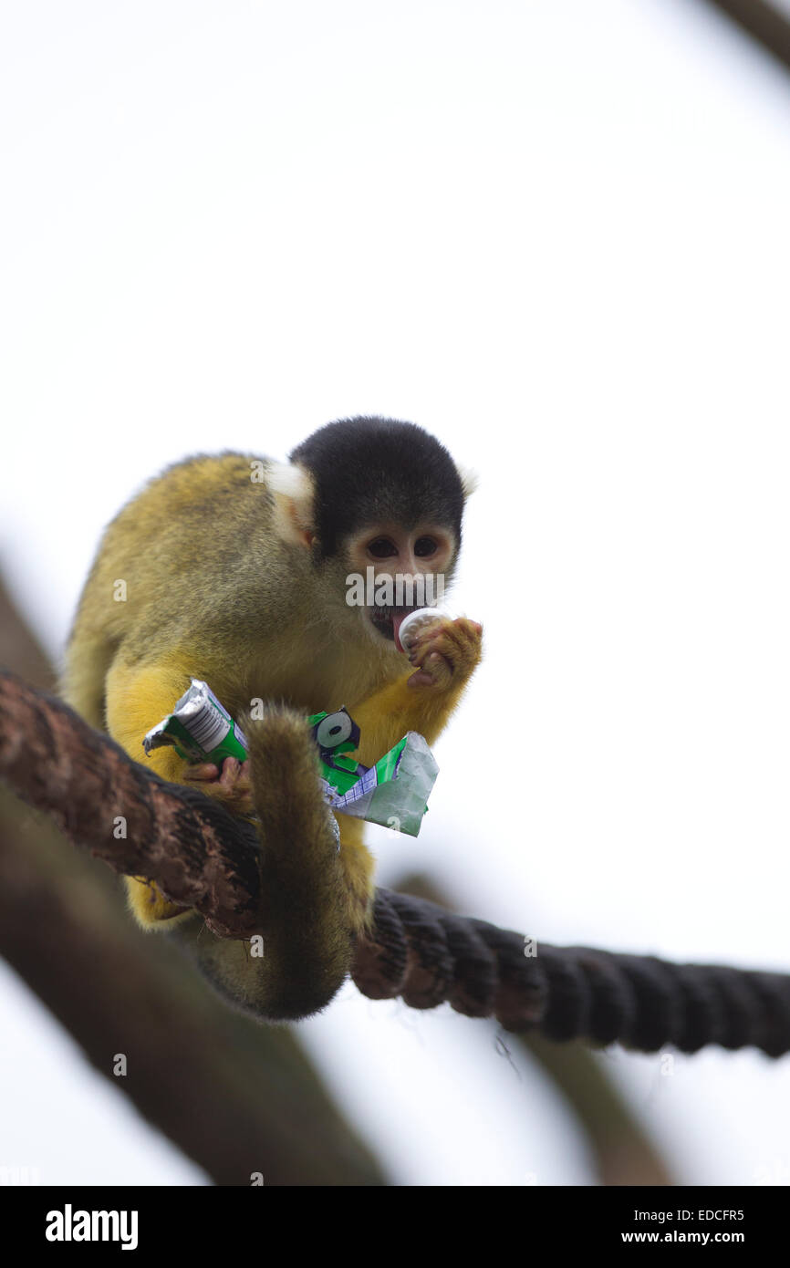 ZSL London Zoo Annual Stocktake 2015. Black-capped Squirrel Monkey ...