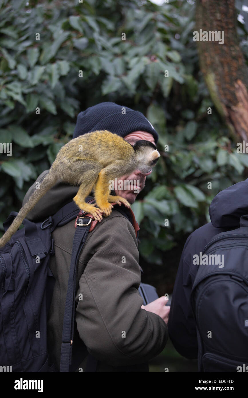 ZSL London Zoo Annual Stocktake 2015. Squirrel Monkey getting friendly ...