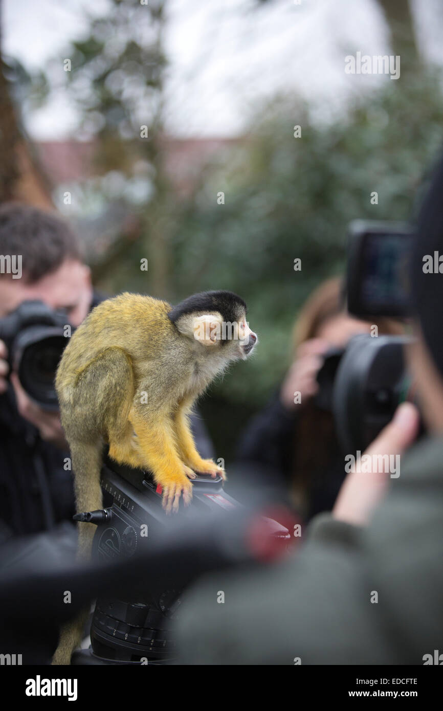 ZSL London Zoo Annual Stocktake 2015. Black-capped Squirrel Monkey ...