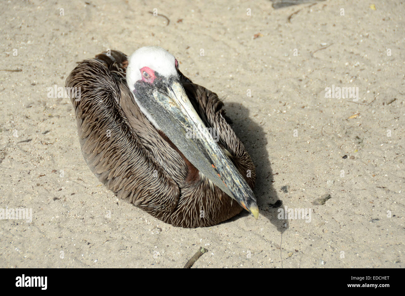 Brown pelican laying in the Florida beach sand Stock Photo - Alamy