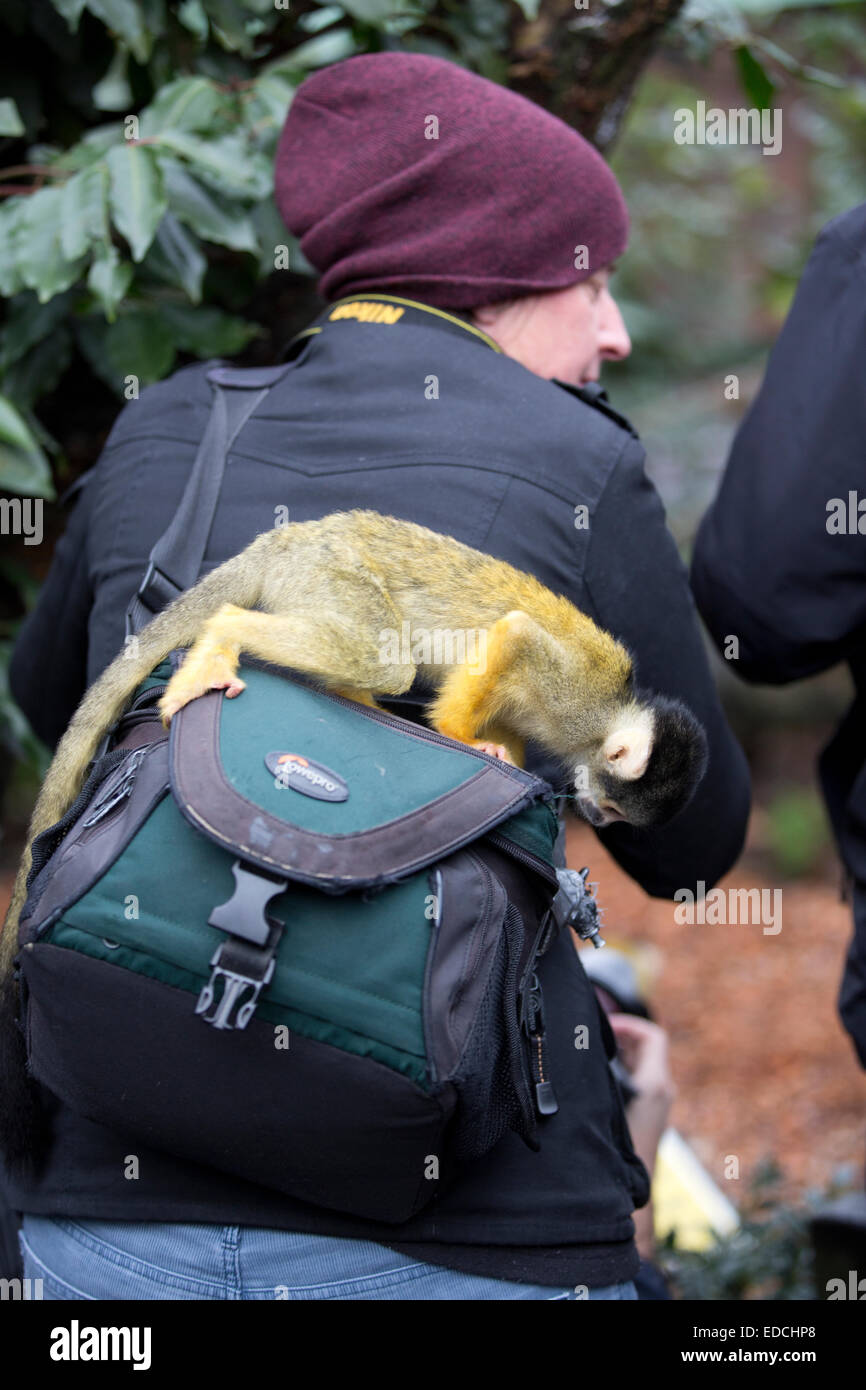 London zoo monkey hi-res stock photography and images - Alamy