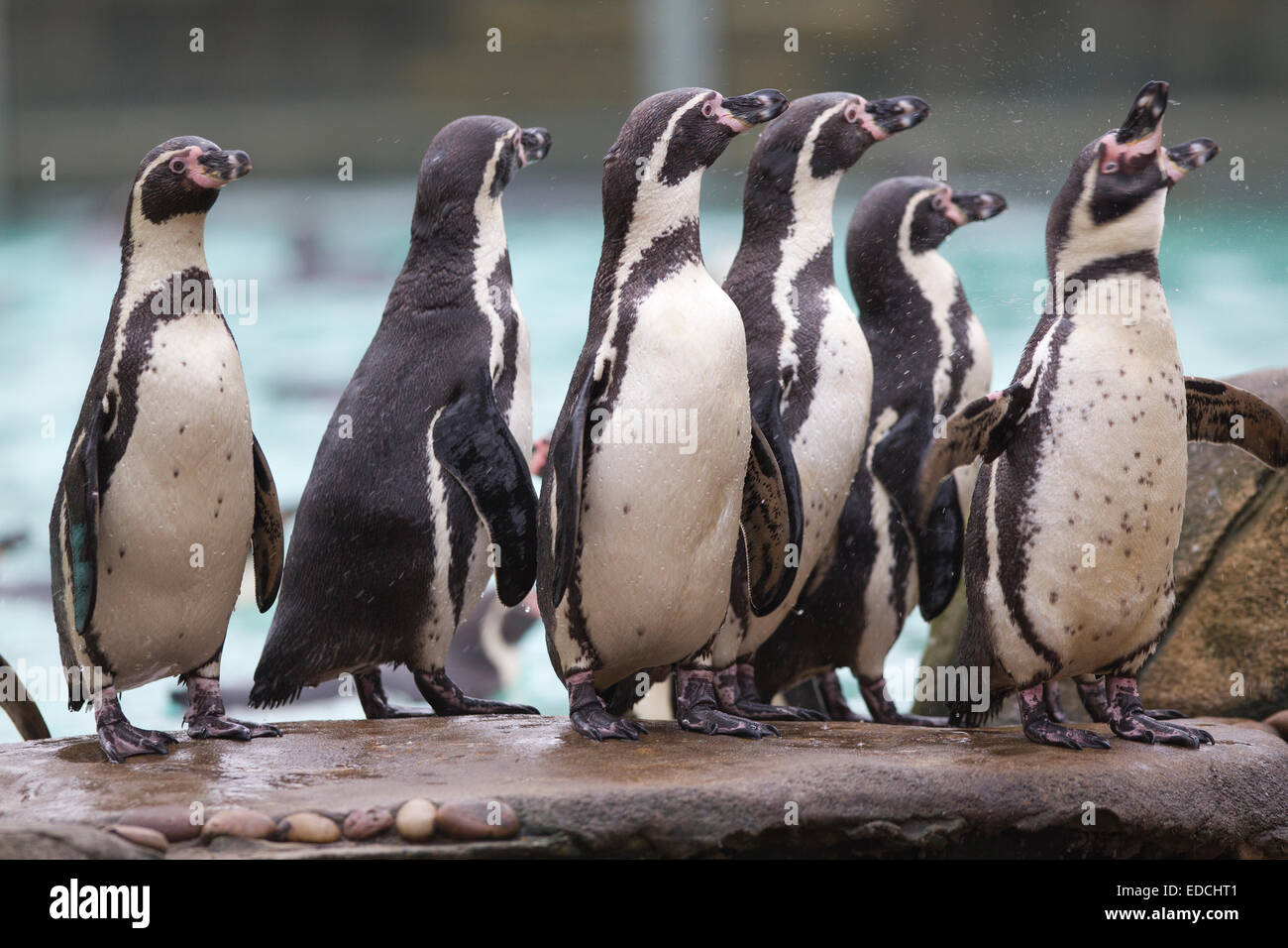 London, UK. 5th January, 2015. Penguins line up to be counted at the ...