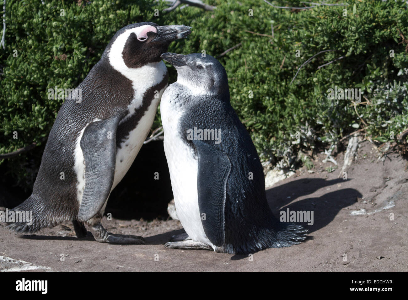 The African penguin (Spheniscus demersus), also known as the jackass ...