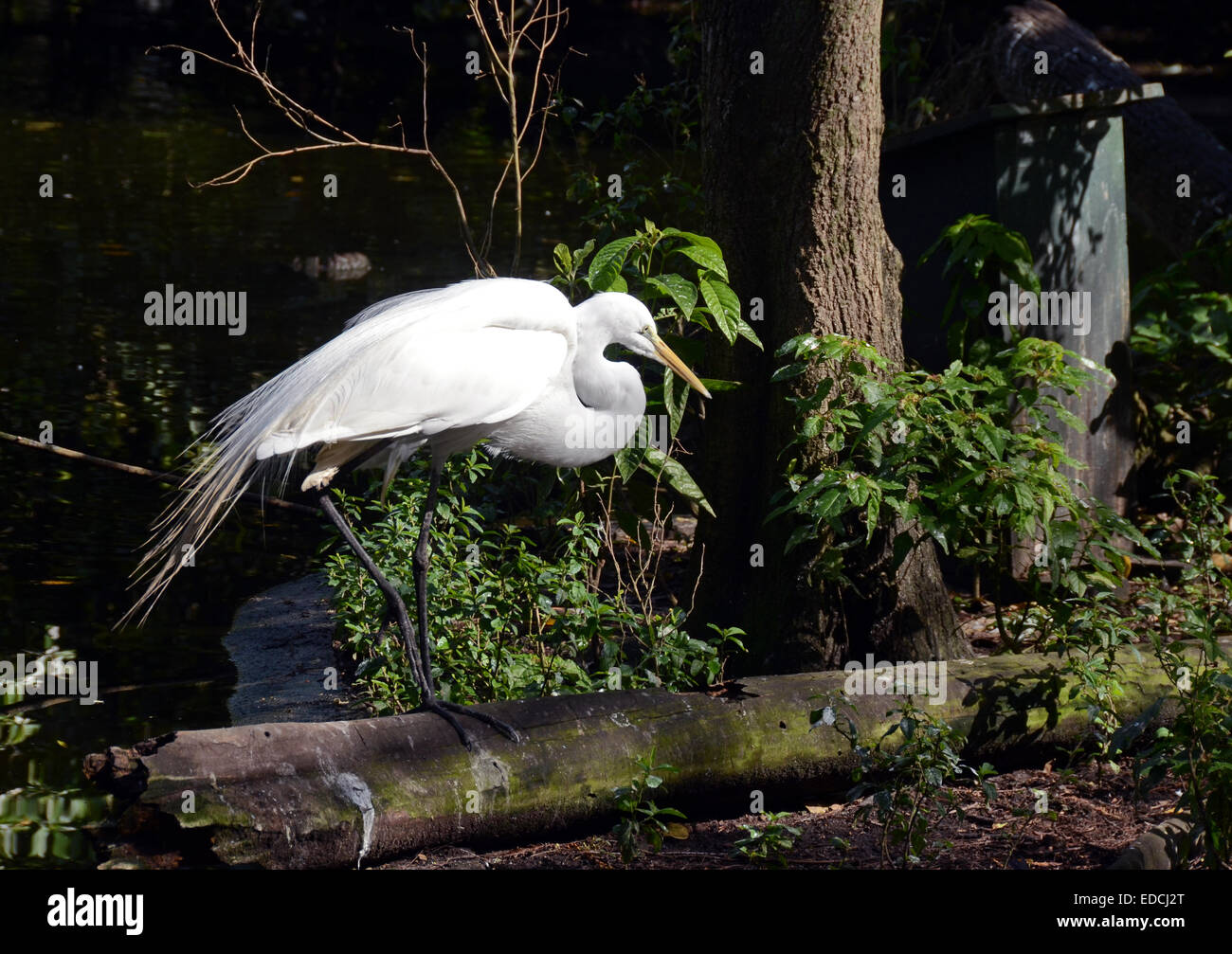 Ardea alba mangrove hi-res stock photography and images - Alamy