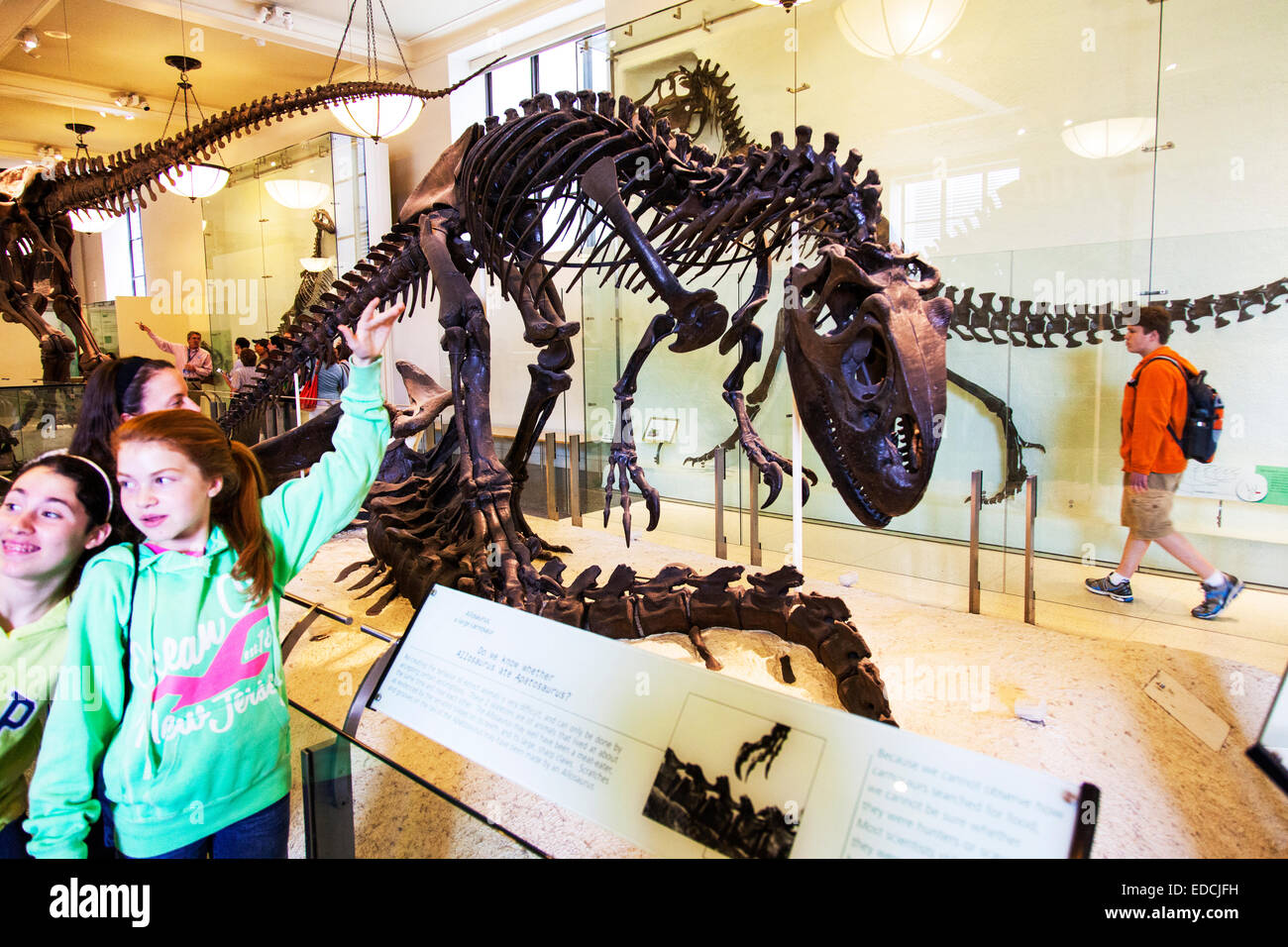 Allosaurus skeleton dinosaur children at national history museum ...