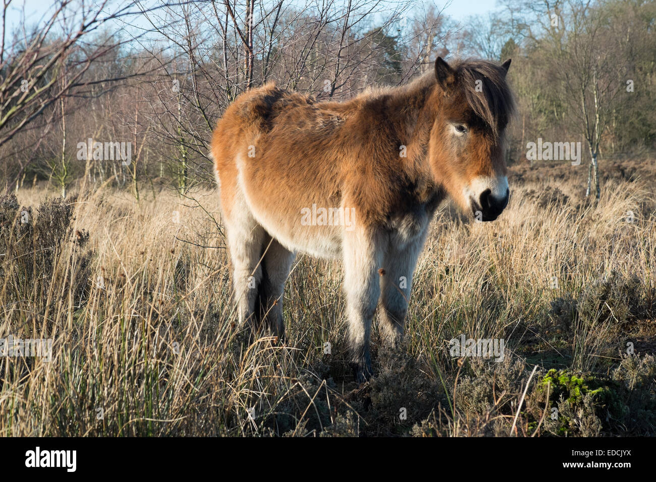 Exmoor Pony in Sutton Park on a sunny December afternoon Sutton ...