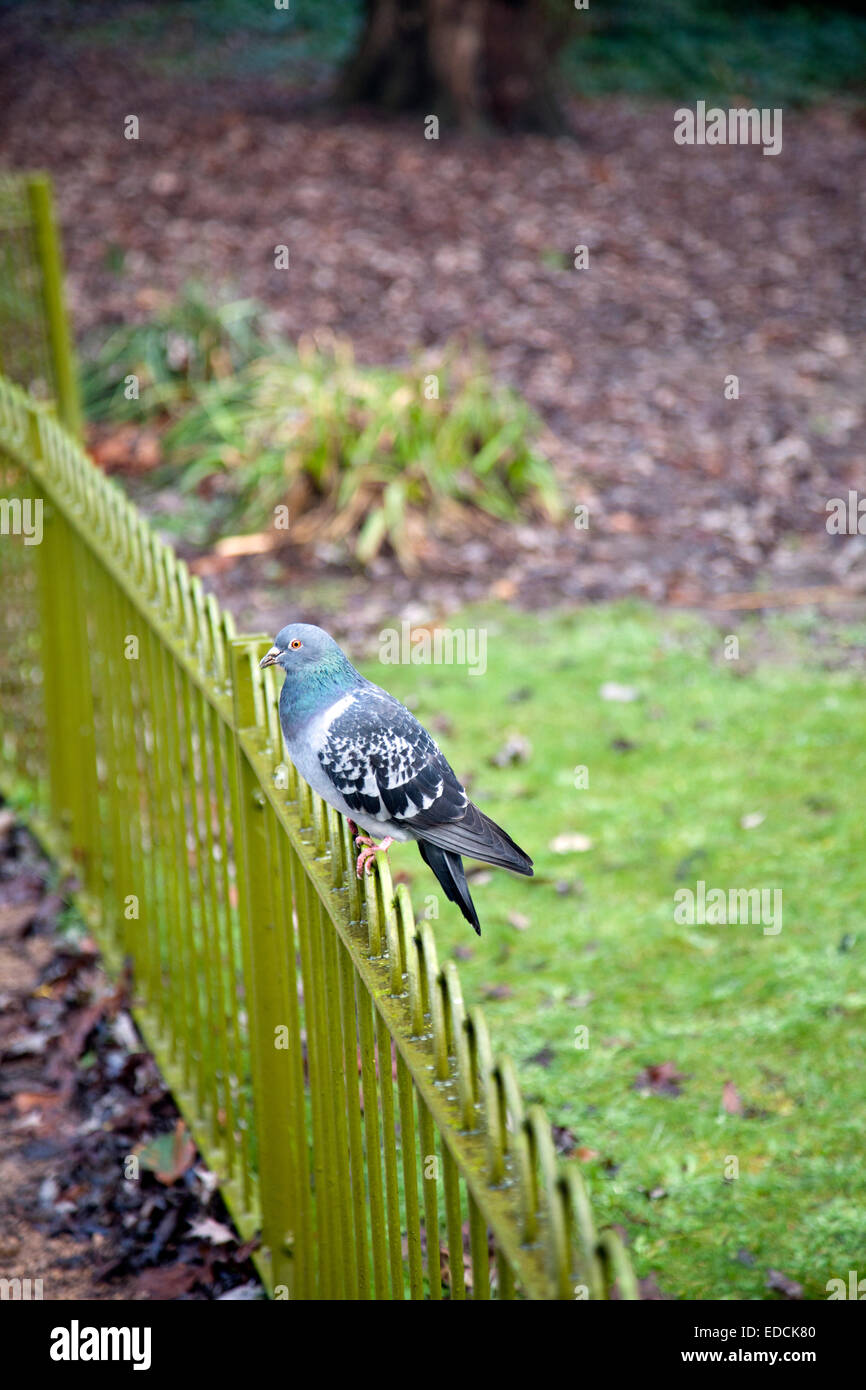 Pigeon on fence hi-res stock photography and images - Alamy