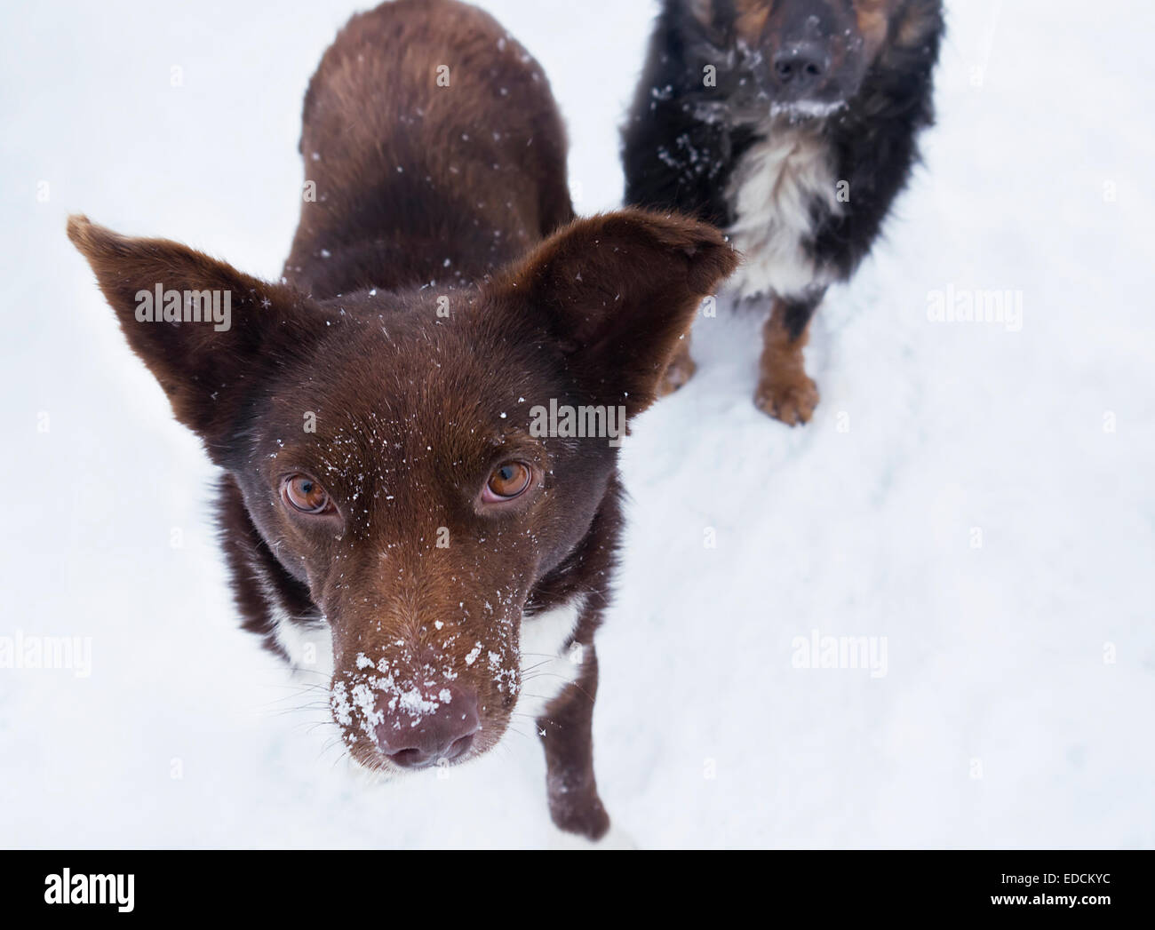 Starving dogs hi-res stock photography and images - Alamy