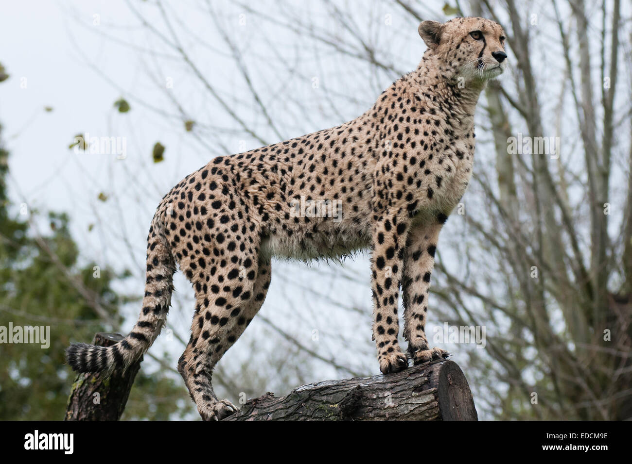 Cheetah on tree branch Stock Photo - Alamy