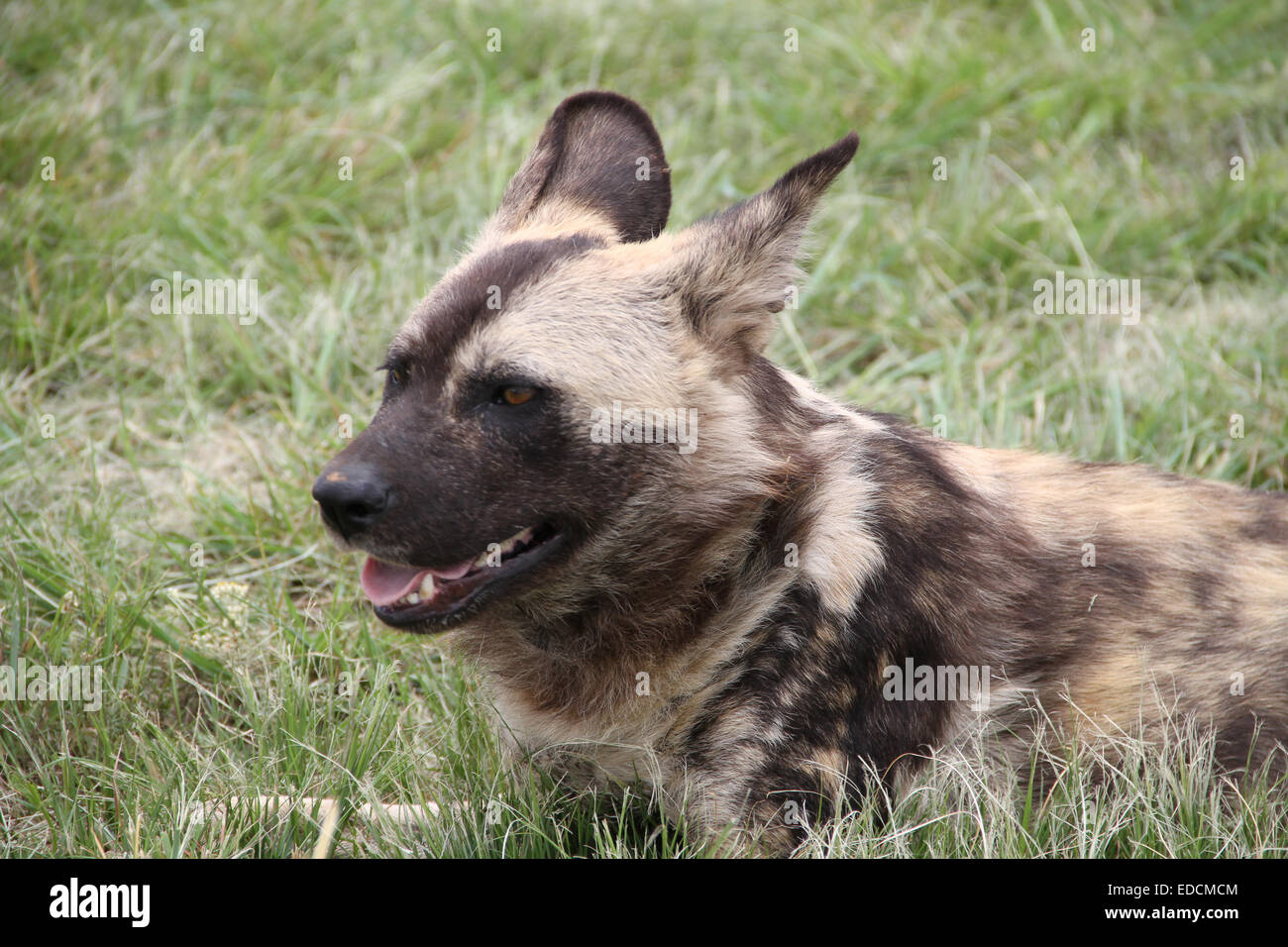 Wild Dog. Dog. African painted dog. Genus Lycaon. Endangered ...