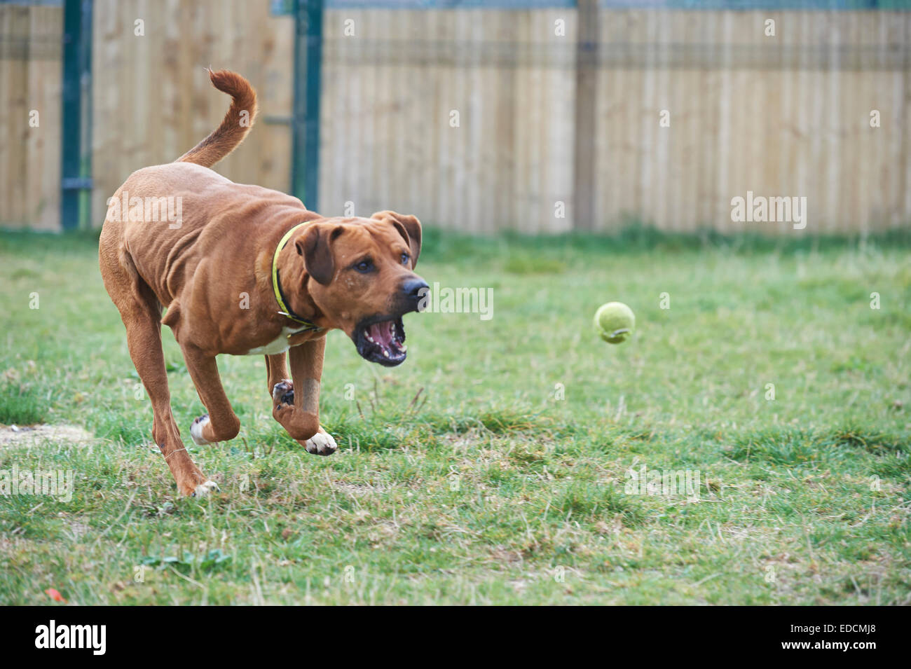 dog chasing ball Stock Photo - Alamy