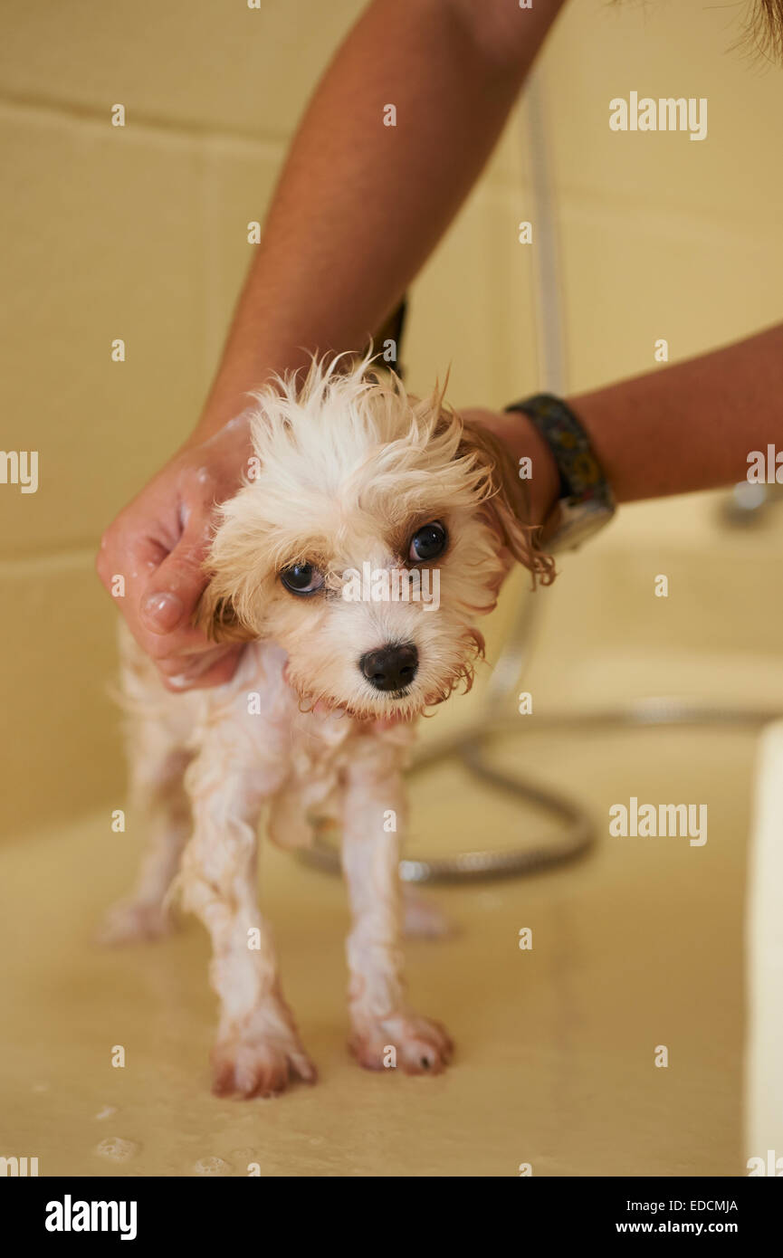 puppy being washed Stock Photo - Alamy