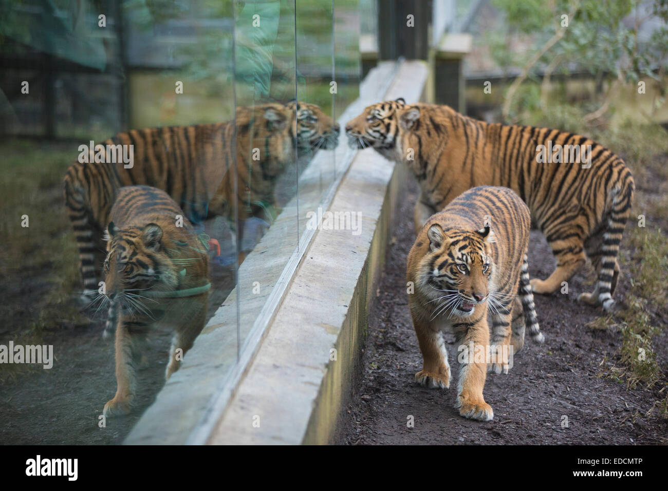 London zoo tiger hi-res stock photography and images - Alamy