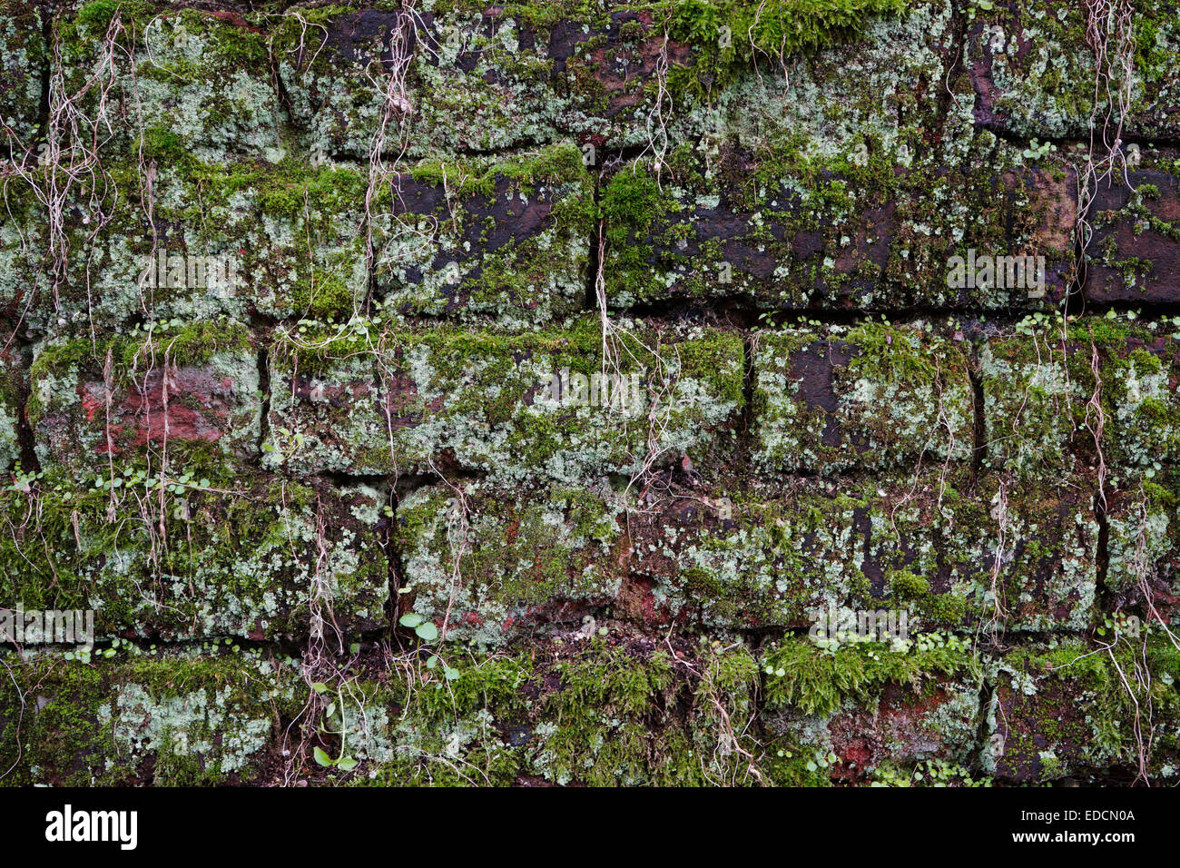 Brick wall with moss growing Stock Photo - Alamy