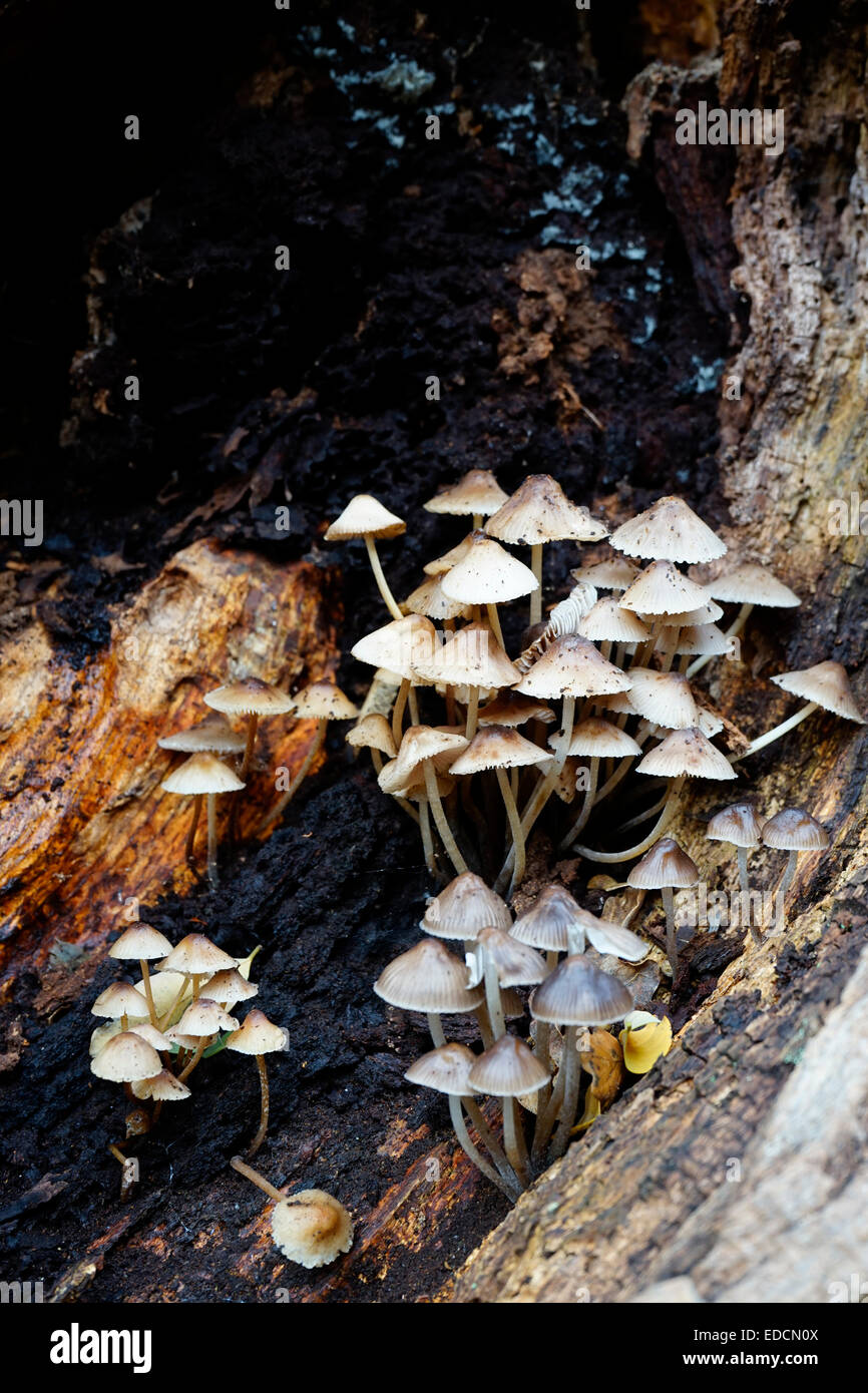 forest mushrooms on rotting log, Psathyrella Stock Photo - Alamy