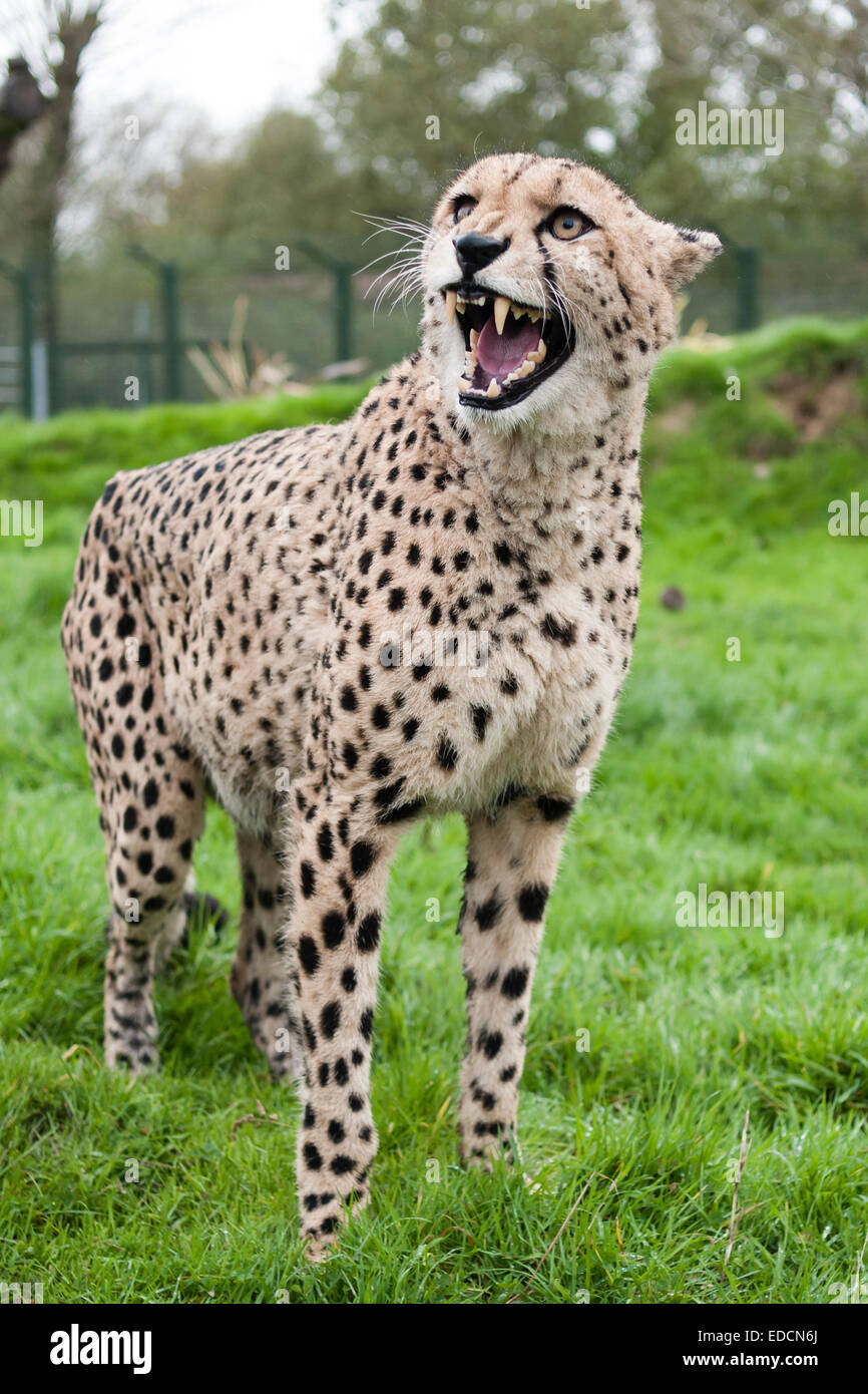 Cheetah fang hi-res stock photography and images - Alamy