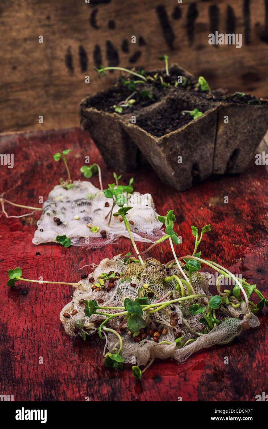 germinated spring planting the sprouts of agricultural plants Stock ...