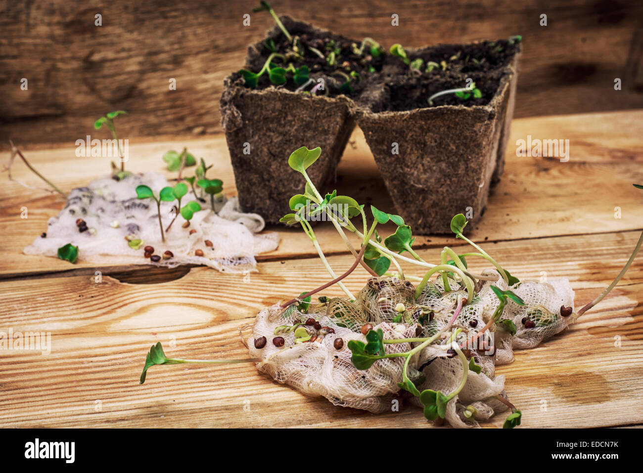 germinated spring planting the sprouts of agricultural plants Stock ...