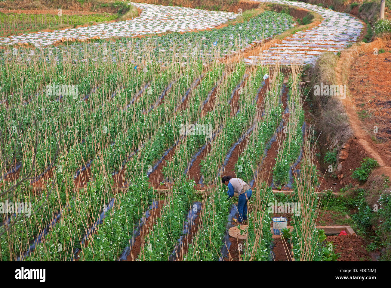 Chinese farmer plants hi-res stock photography and images - Alamy