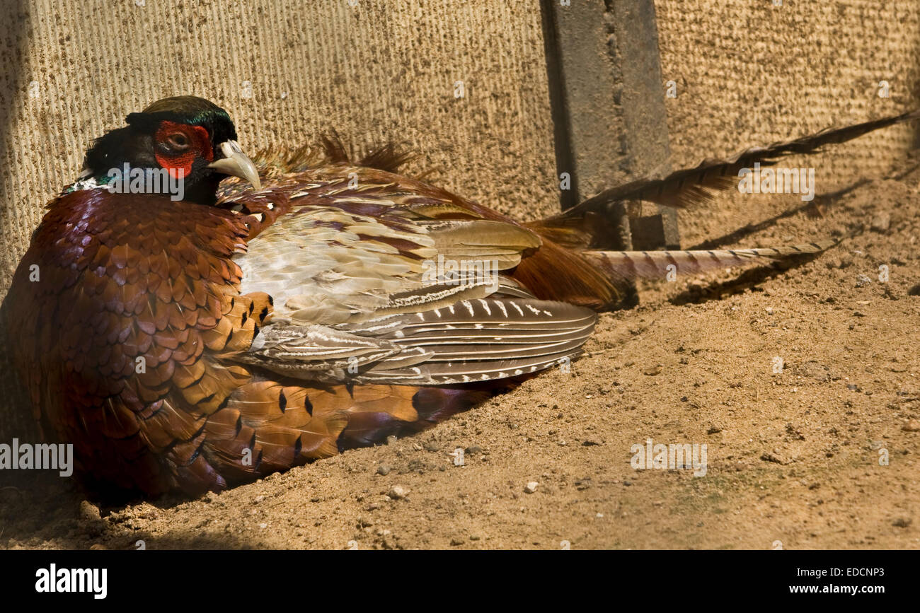 Golden pheasant (Phasianus versicolor), lives in China and Nepal Stock ...