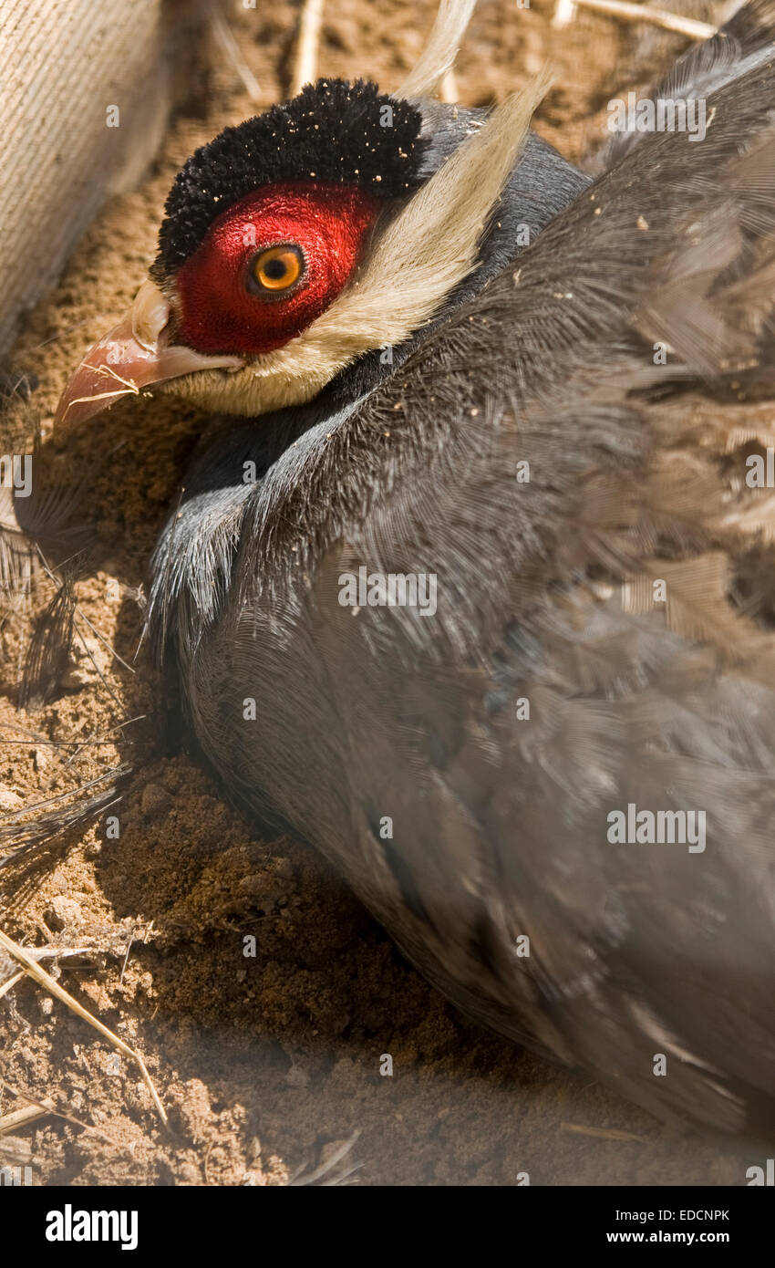 Tropical bird blue-eared pheasant (latin name Crossoptilon auritum ...