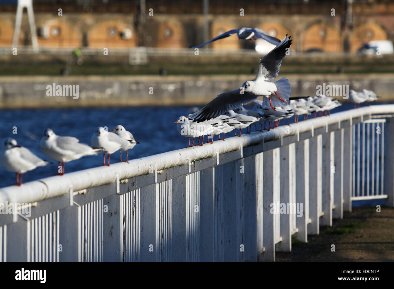 Lots seagulls hi-res stock photography and images - Alamy