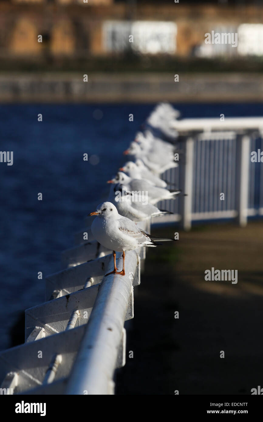 Lots seagulls hi-res stock photography and images - Alamy