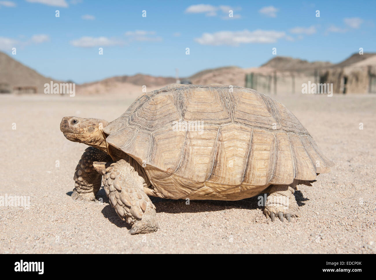 Large tortoise reptile walking on sandy ground through an arid desert ...