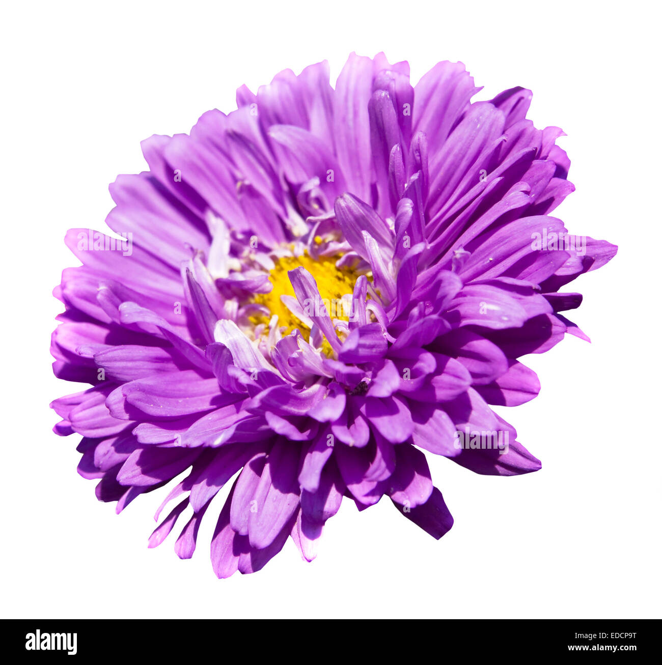 One big blue aster flower isolated on white background Stock Photo - Alamy
