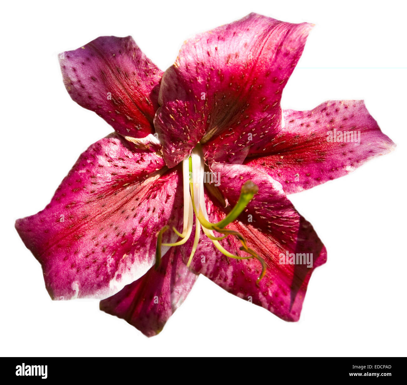 Dark pink (crimson) big lily isolated on white background Stock Photo ...