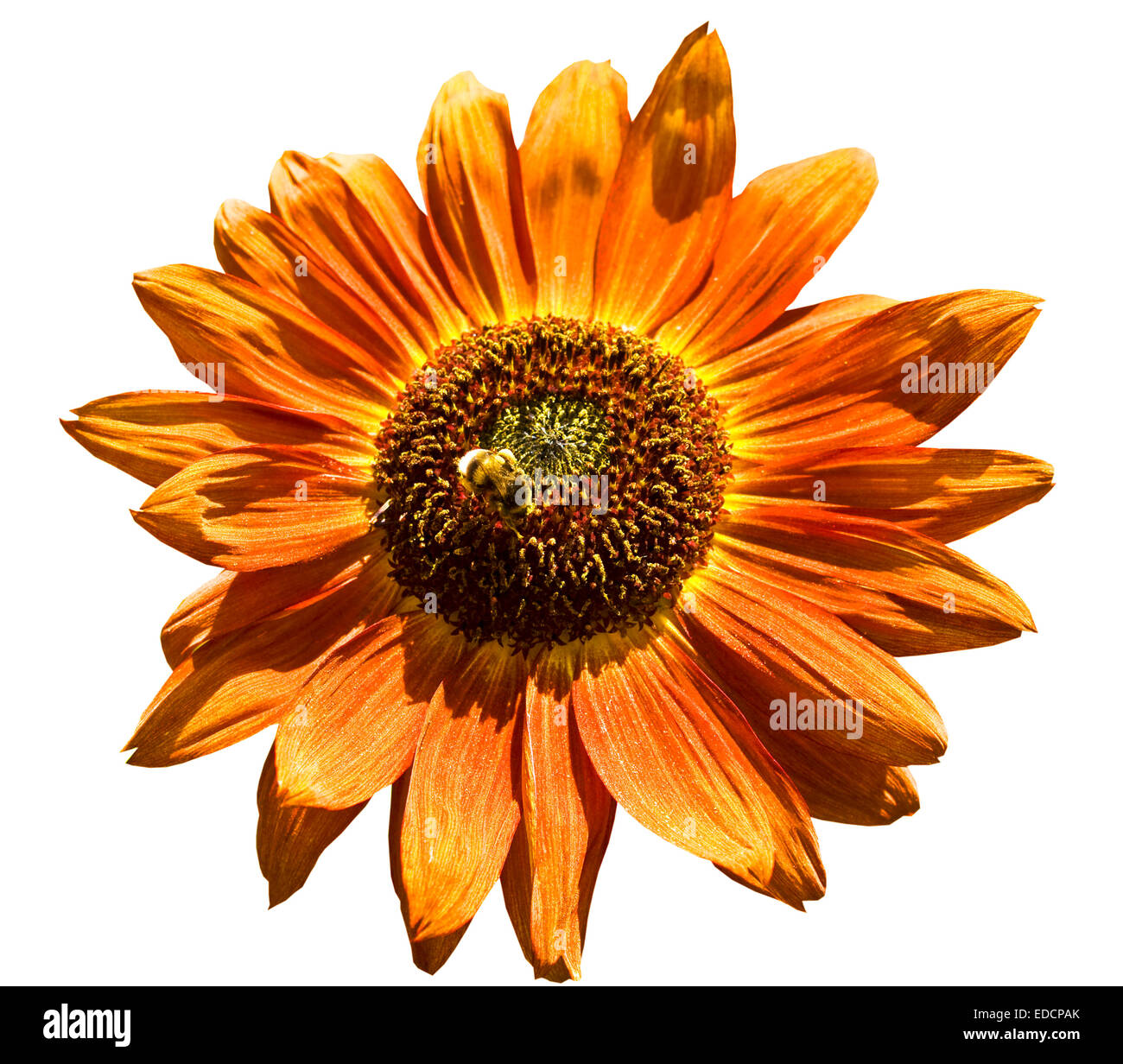 Big orange sunflower with insect beer isolated Stock Photo - Alamy
