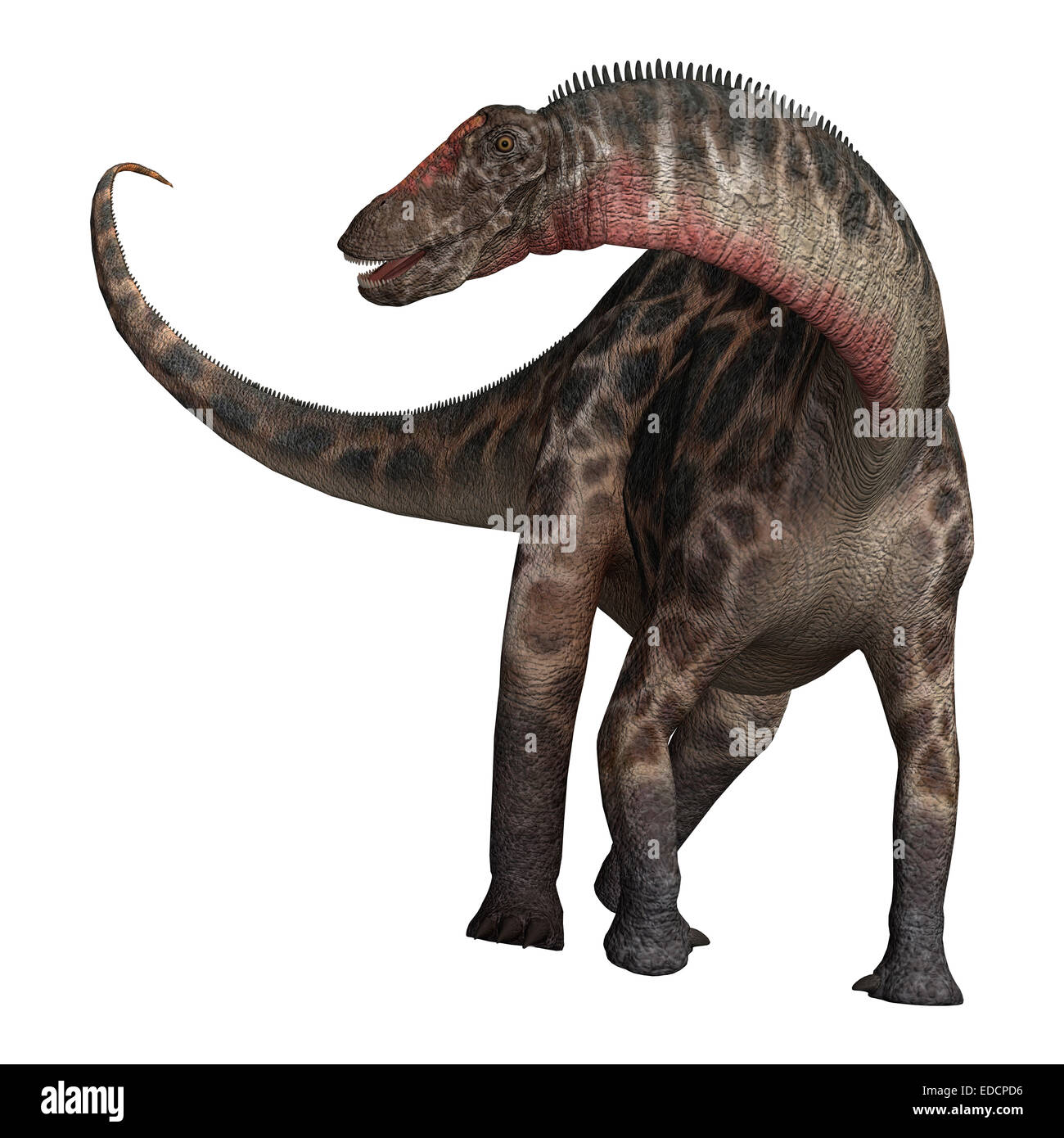 3D digital render of a curious dinosaur Dicraeosaurus isolated on white ...