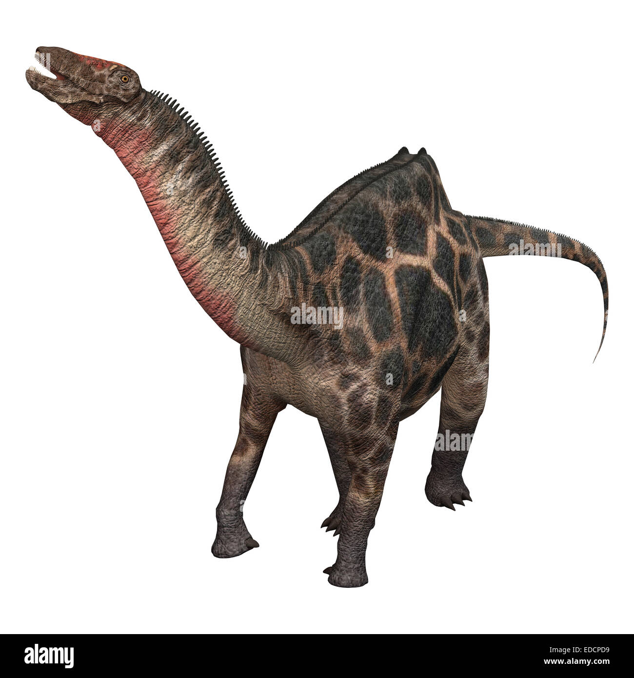 3D digital render of a curious dinosaur Dicraeosaurus isolated on white ...