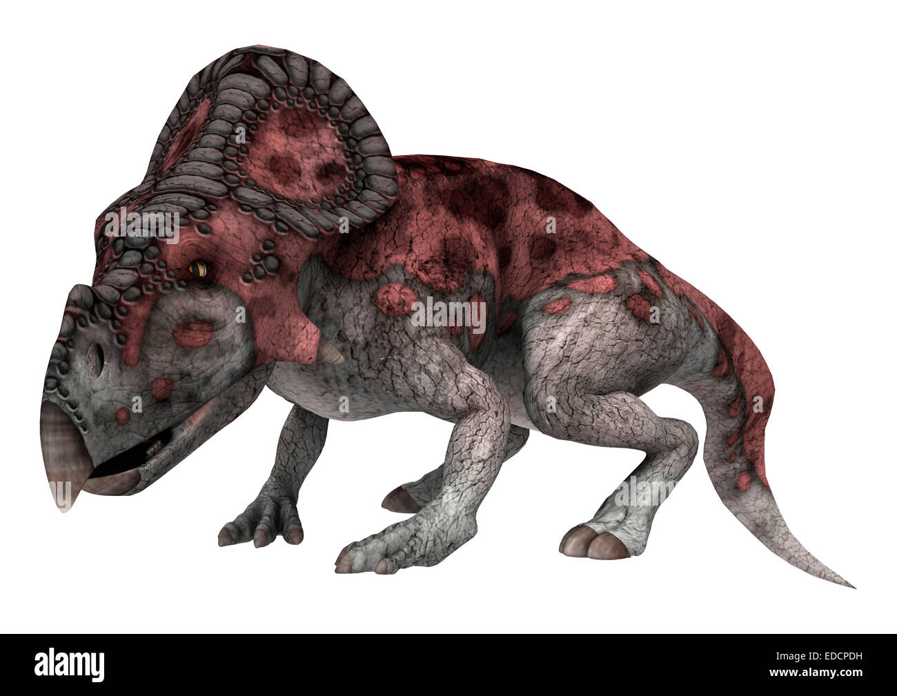 Protoceratops hi-res stock photography and images - Alamy