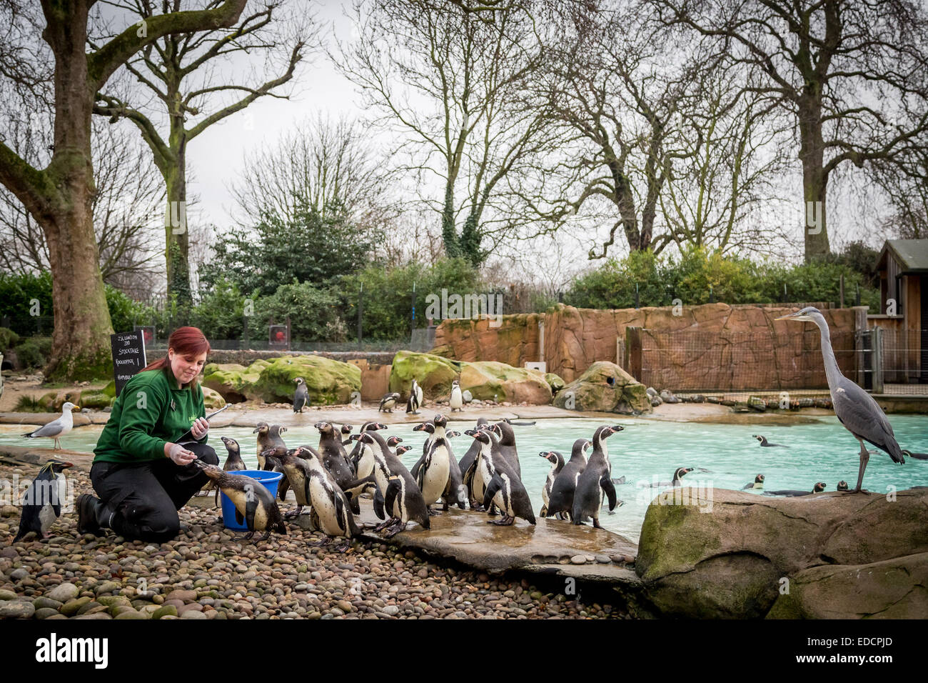News animals heron hi-res stock photography and images - Alamy
