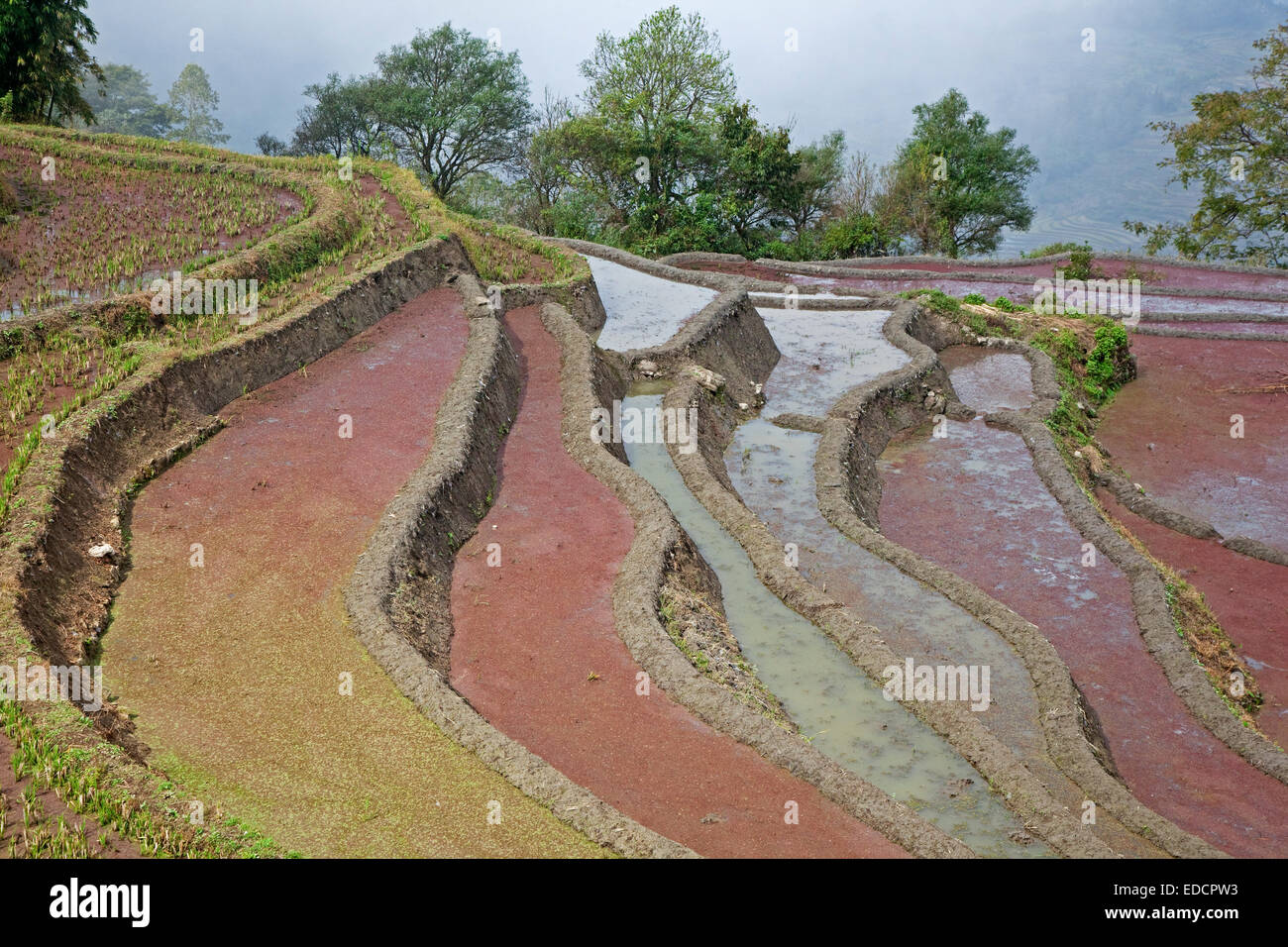 Terraced rice paddies covered in red duckweed on hillside near Xinjie ...