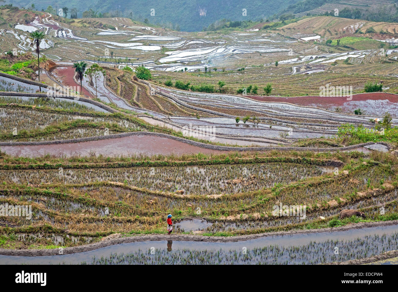 Terraced rice paddies on hillside near Xinjie in the Yuangyang district ...