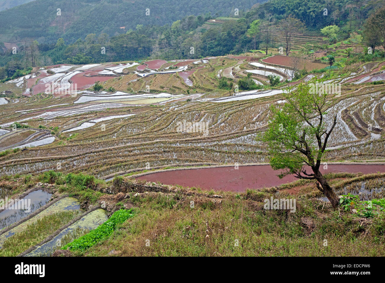 Terraced rice paddies on hillside near Xinjie in the Yuangyang district ...