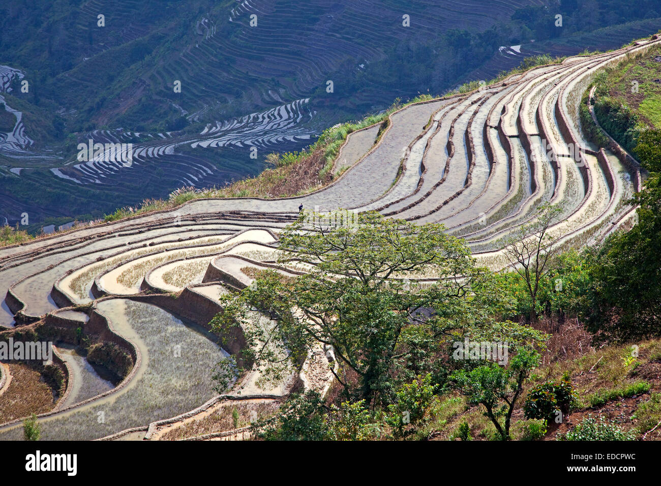 Terraced rice paddies on hillside near Xinjie in the Yuangyang district ...