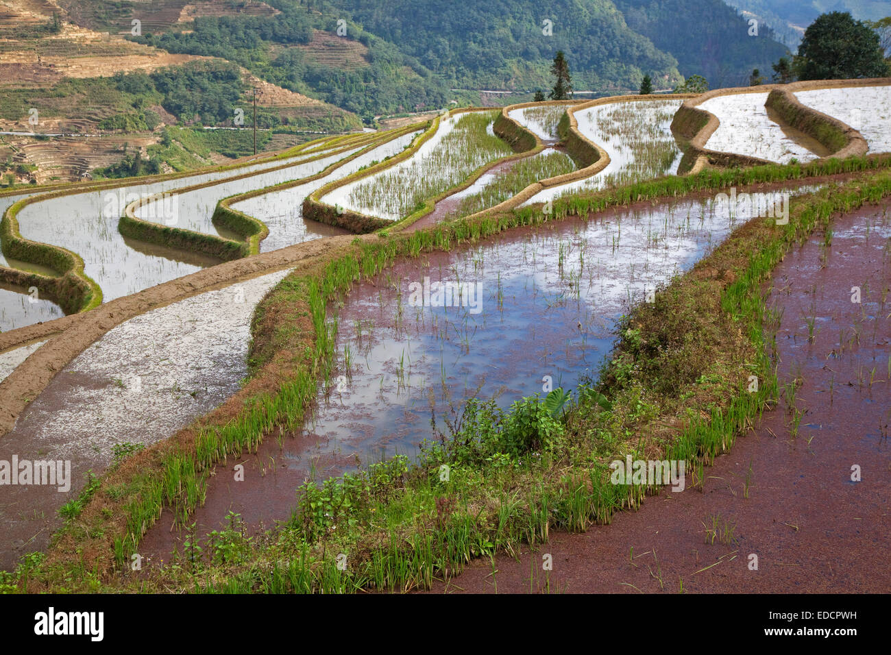 Terraced rice paddies covered in red duckweed on hillside near Xinjie ...