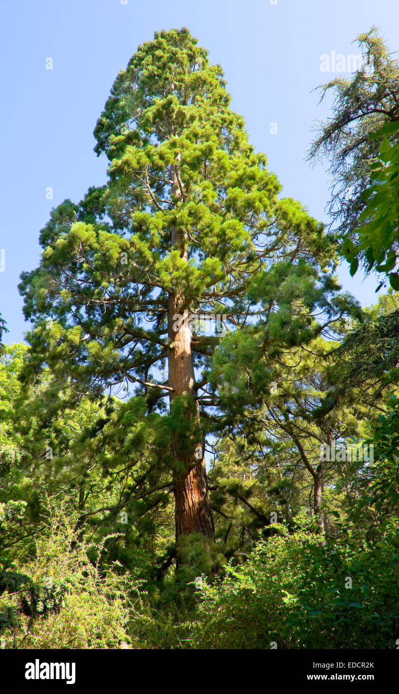 Tropical tree Seqoiadendron Gigantem, also Mammoth tree and Redwood ...
