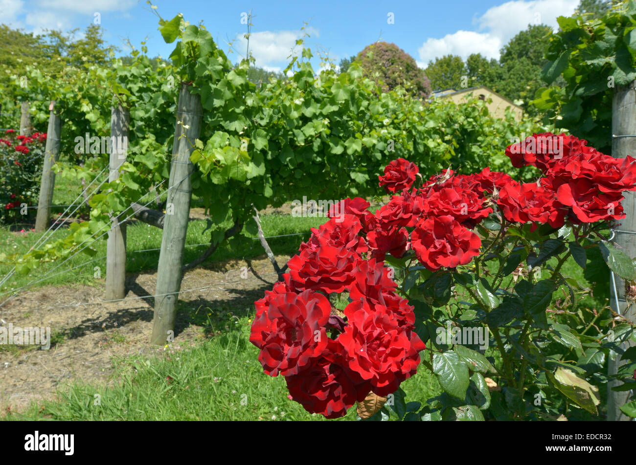 Vineyard Rose High Resolution Stock Photography and Images - Alamy