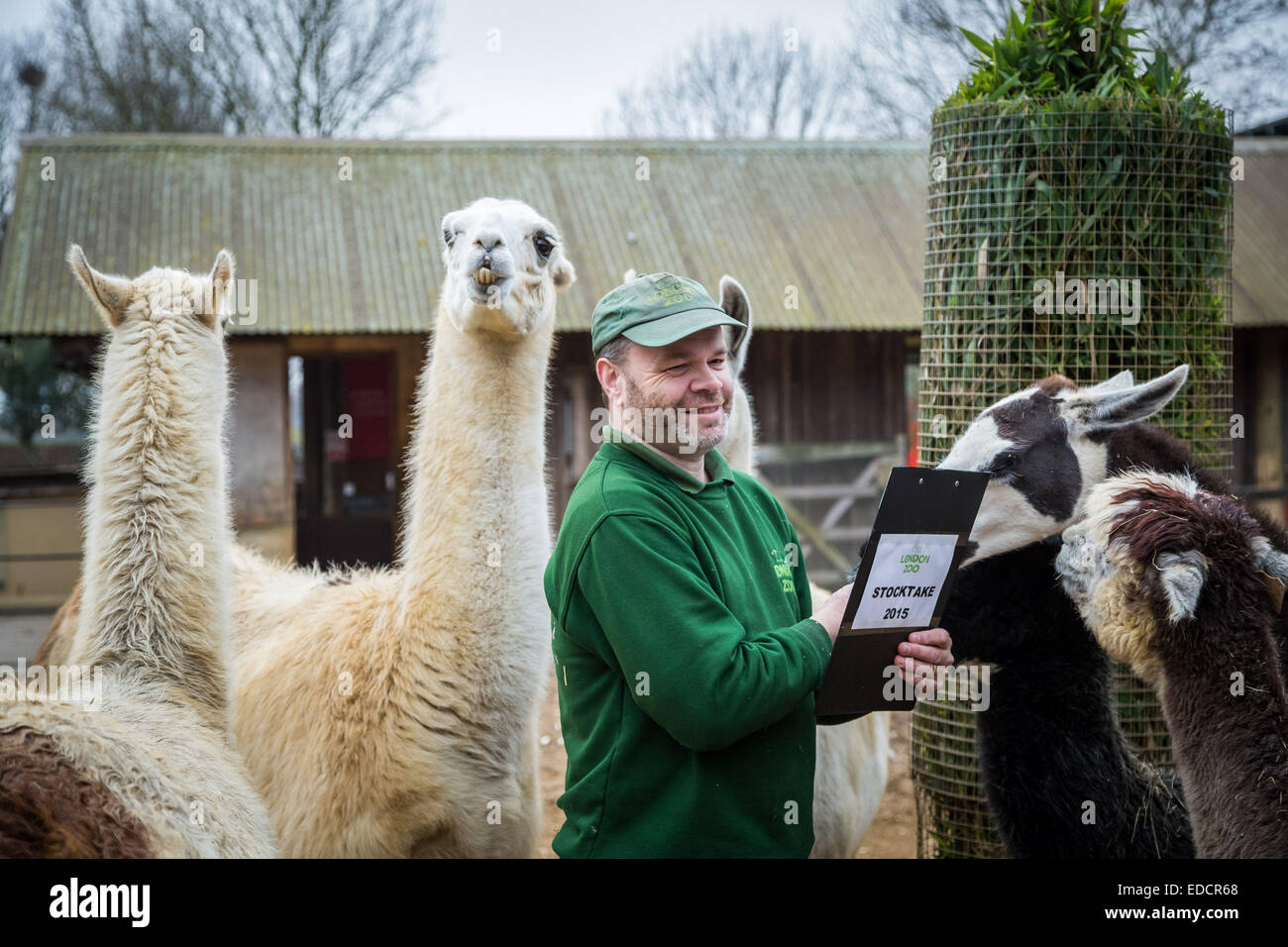 London, UK. 5th Jan, 2015. London Zoo (ZSL) Annual Animal Stocktake ...