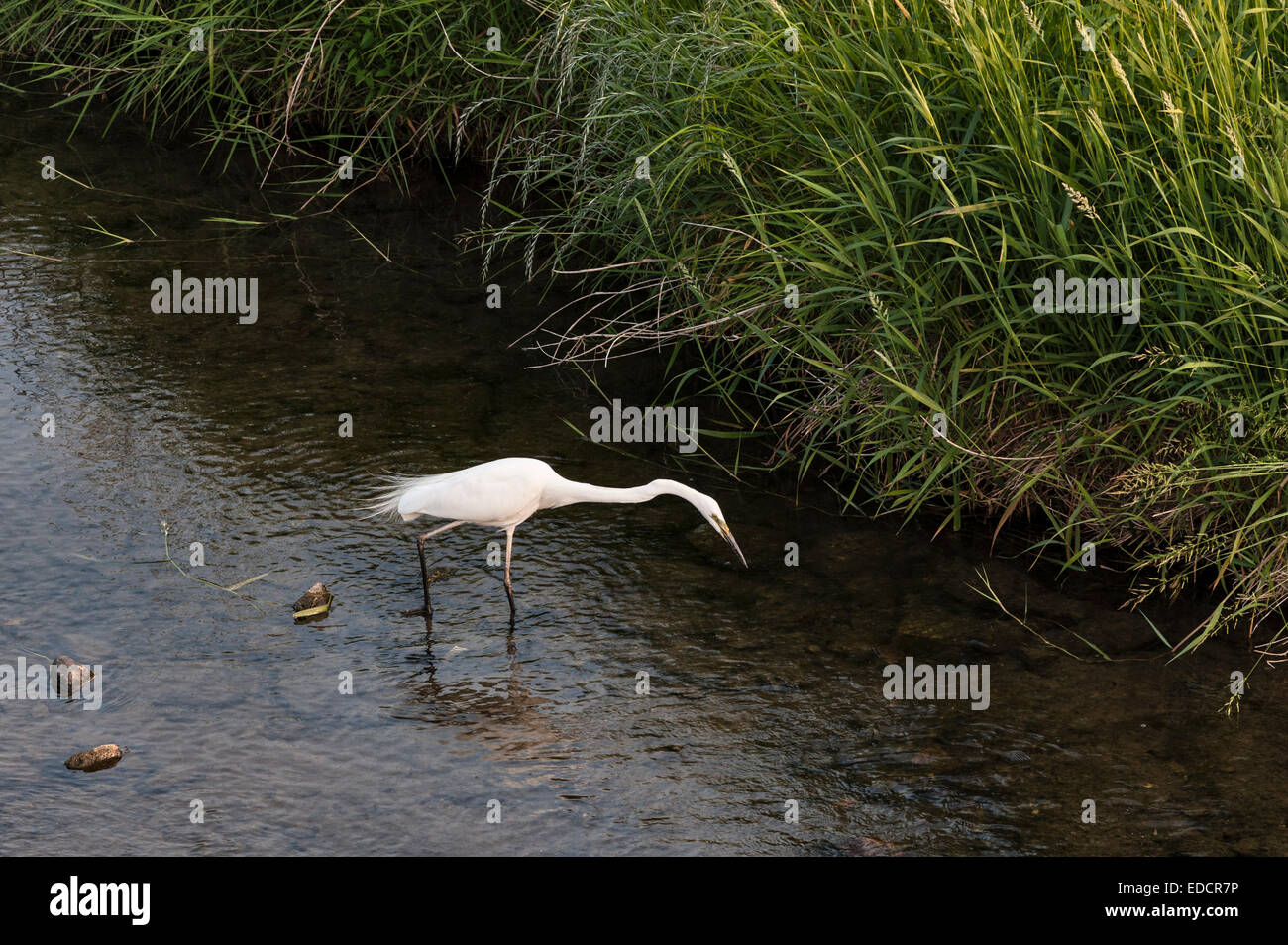 Kamo kamo hi-res stock photography and images - Alamy
