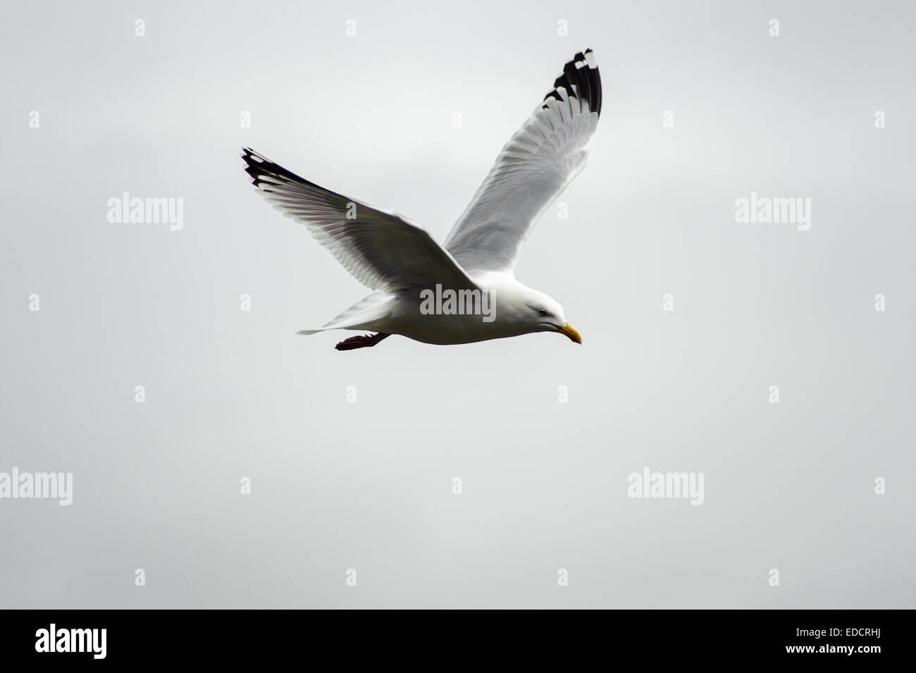 Seagull in Flight Stock Photo - Alamy