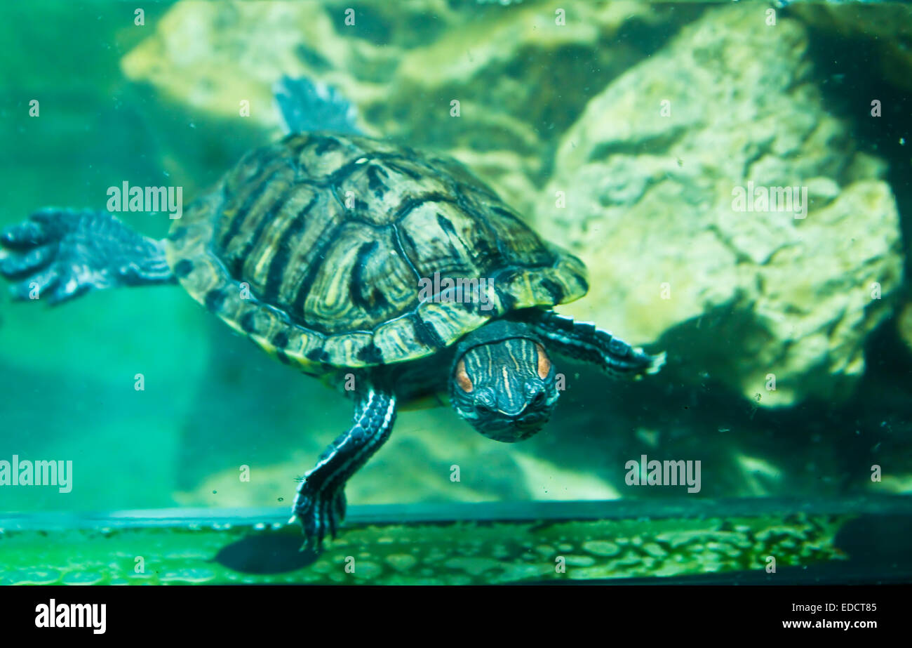 Red-ears turtle, latin name Trachemys scripta, lives in water, lives in ...