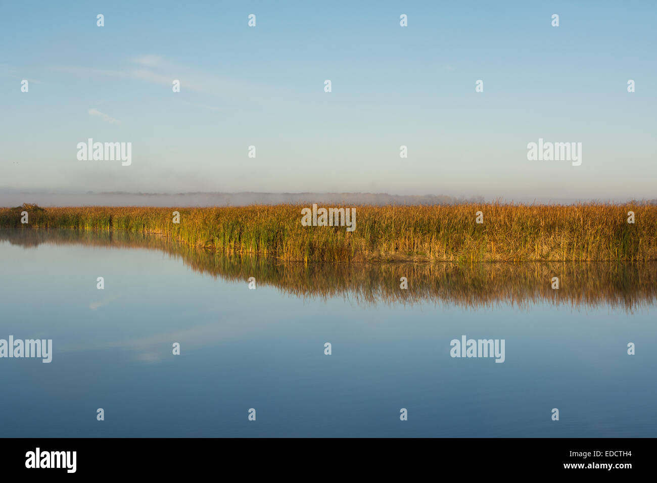 Marsh in the morning Stock Photo - Alamy